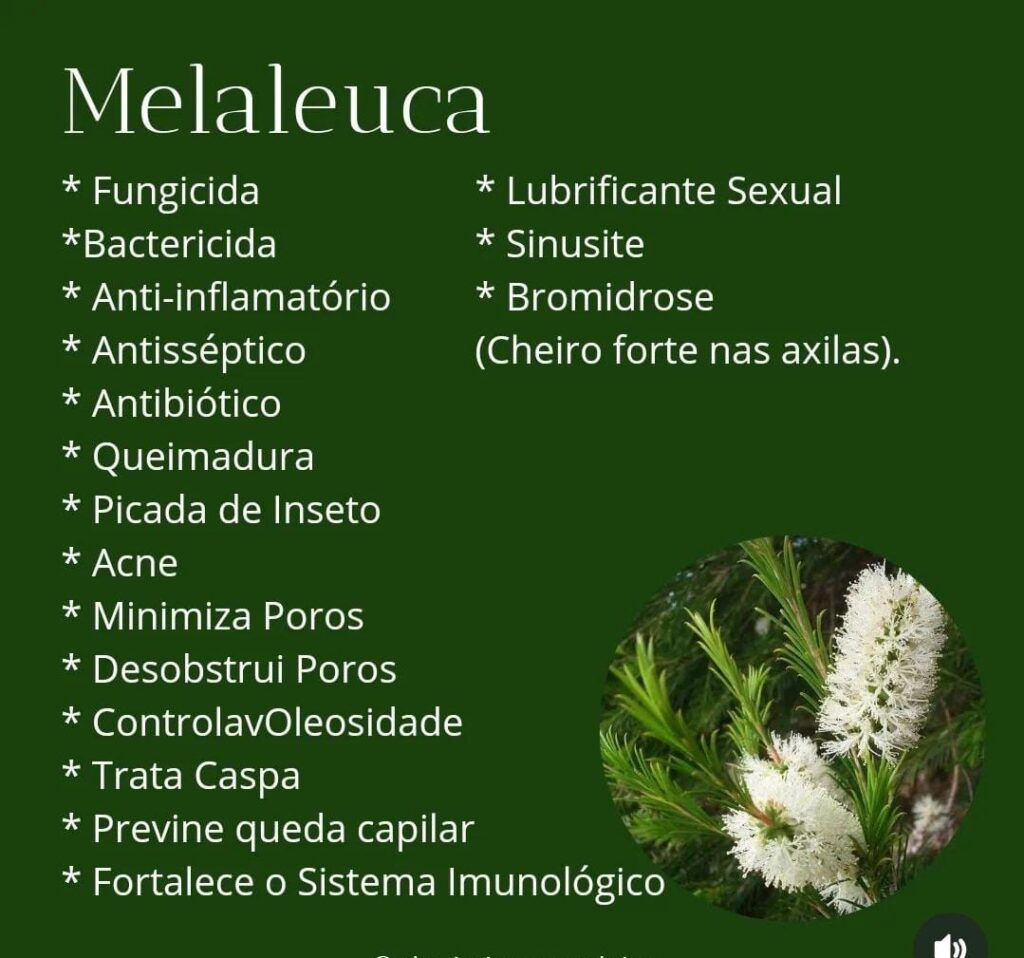 O que é Melaleuca: Propriedades e Benefícios - Dieta e Bem Estar